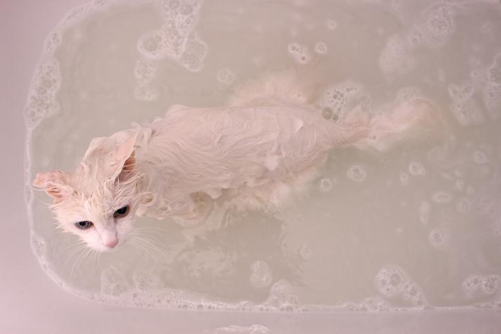 Cat Breeds That Like Water - List With PICTURES!