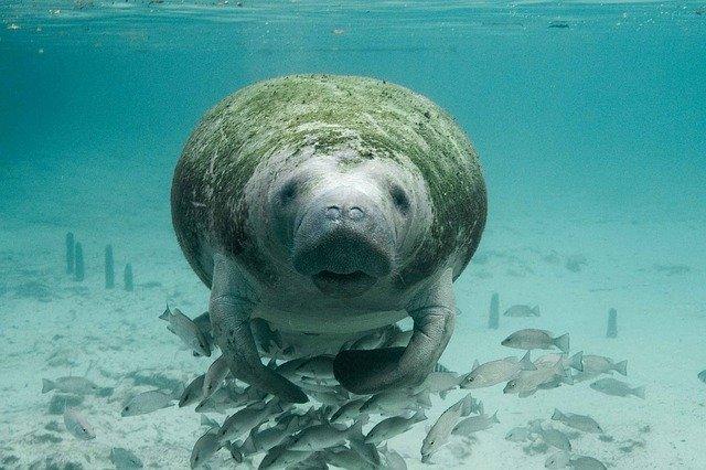 Different Types of Manatees - Characteristics, Habitat & More With Photos