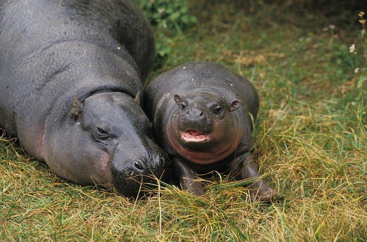 Reproductive Biology of Hippos - Courtship, Mating, Birth and Parental Care