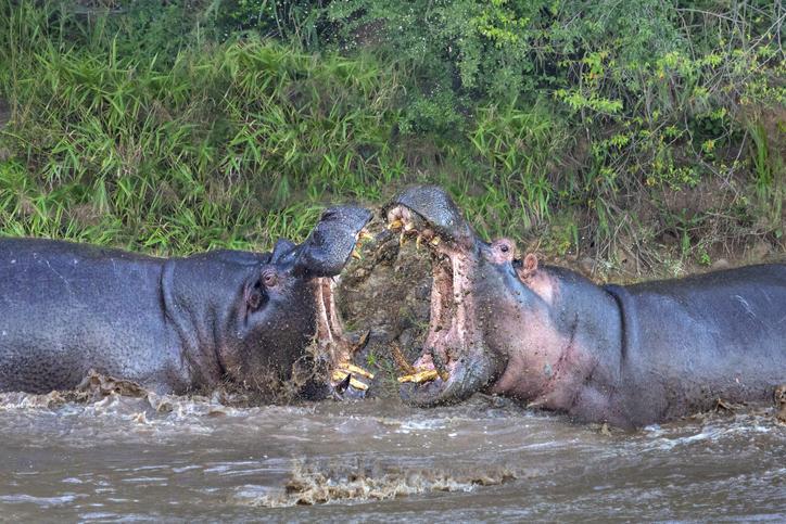 Reproductive Biology of Hippos - Courtship, Mating, Birth and Parental Care