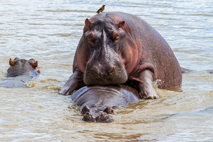 Reproductive Biology of Hippos - Courtship, Mating, Birth and Parental Care