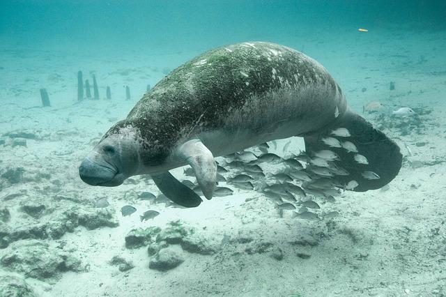 Different Types of Manatees - Characteristics, Habitat & More With Photos