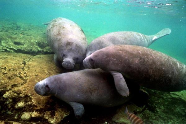 Different Types of Manatees - Characteristics, Habitat & More With Photos