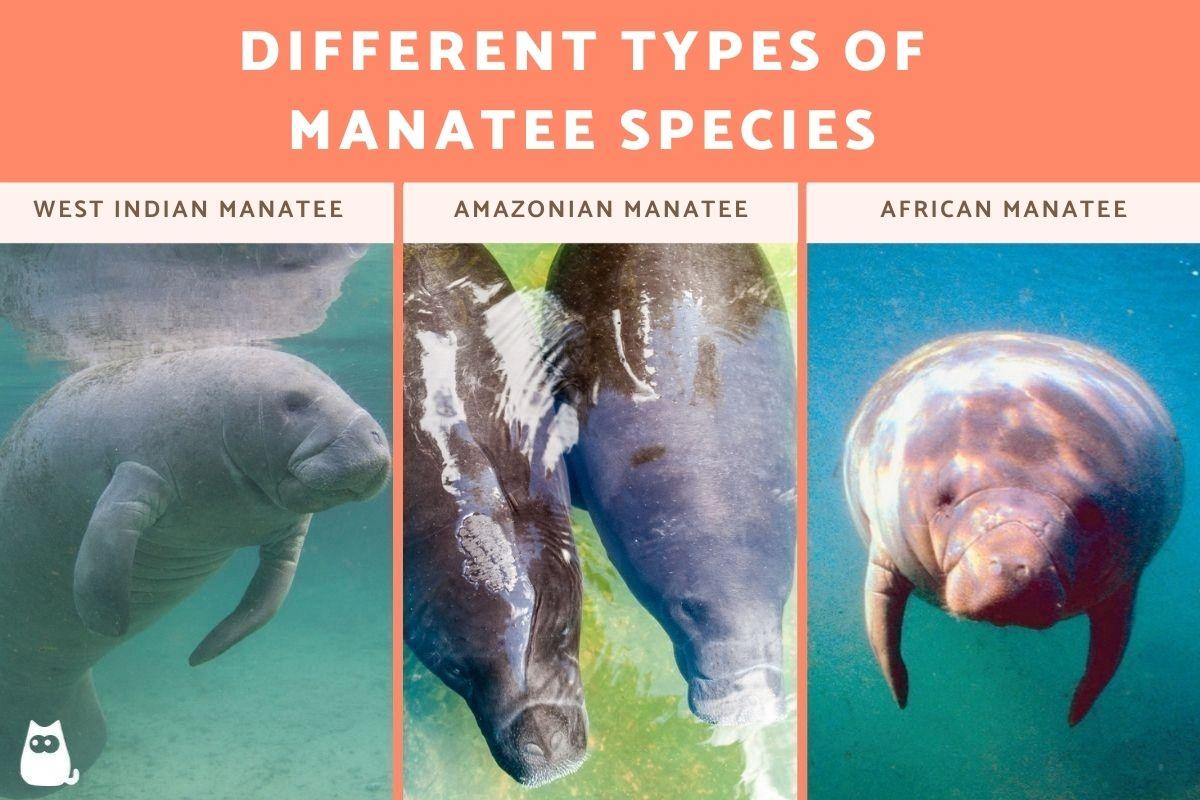 Different Types of Manatees - Characteristics, Habitat & More With Photos