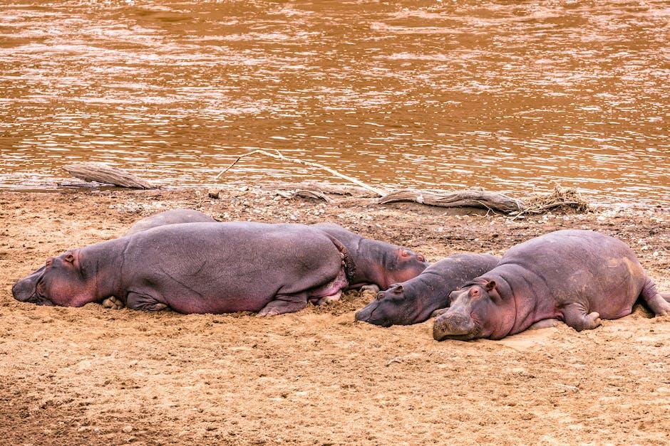 Reproductive Biology of Hippos - Courtship, Mating, Birth and Parental Care