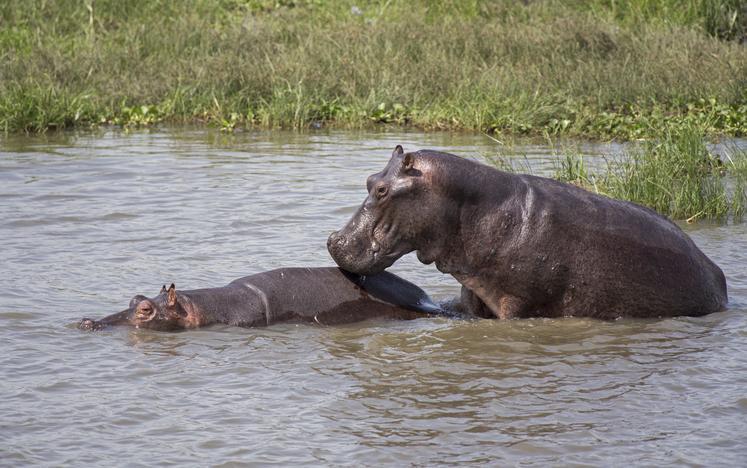 Reproductive Biology of Hippos - Courtship, Mating, Birth and Parental Care
