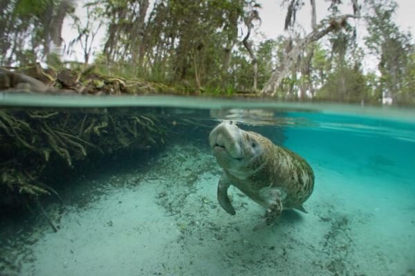 Different Types of Manatees - Characteristics, Habitat & More With Photos