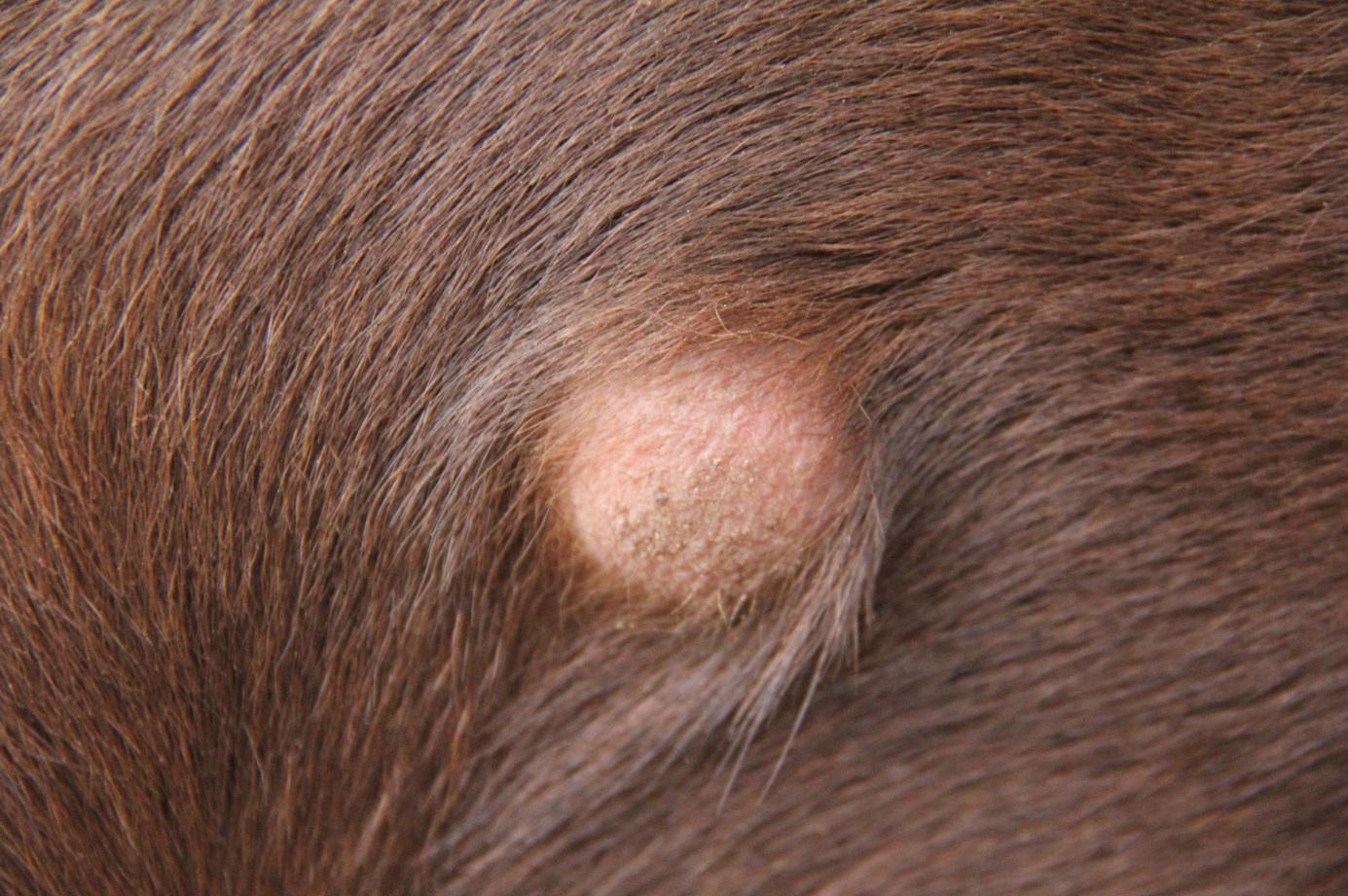 Canine Abscess Types - Causes and Treatment With Pictures