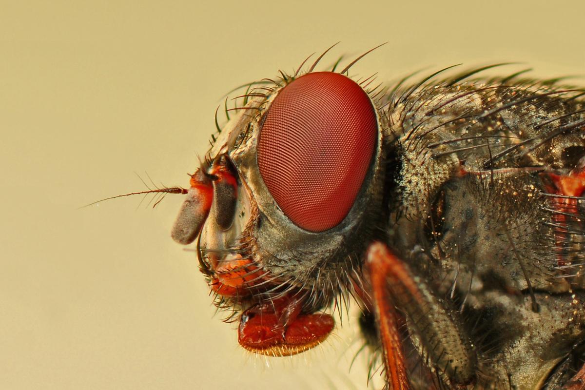 Fly Anatomy Diagram - Head, Thorax and Abdomen