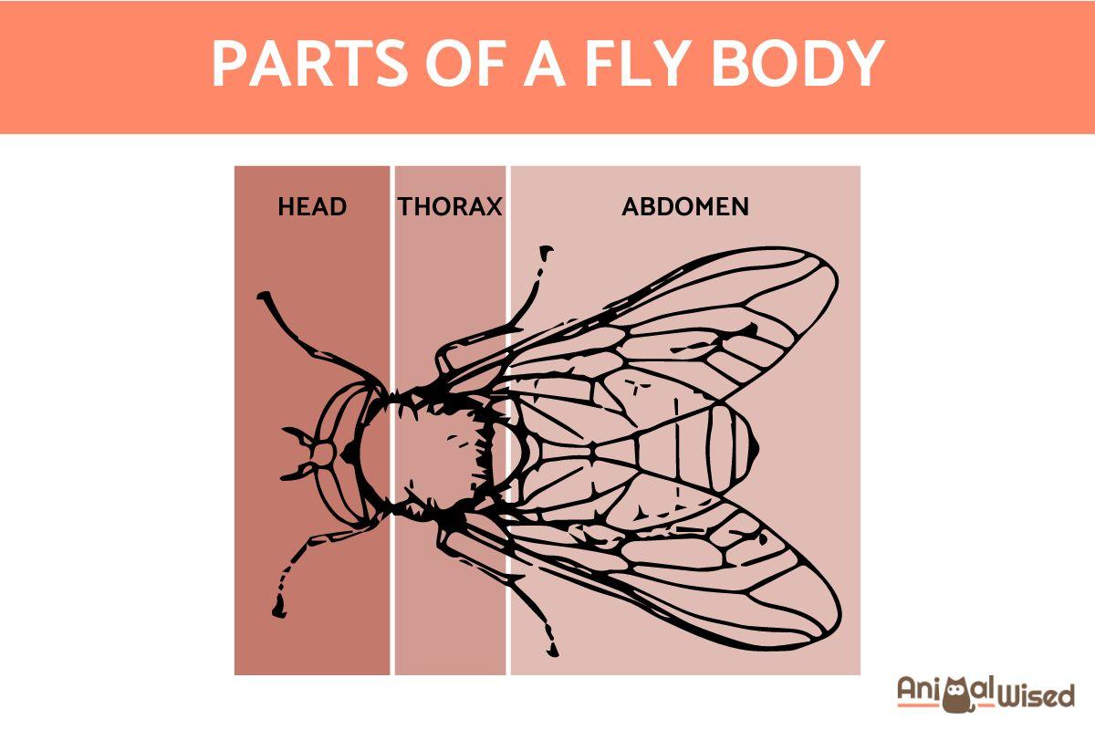 Fly Anatomy Diagram - Head, Thorax and Abdomen