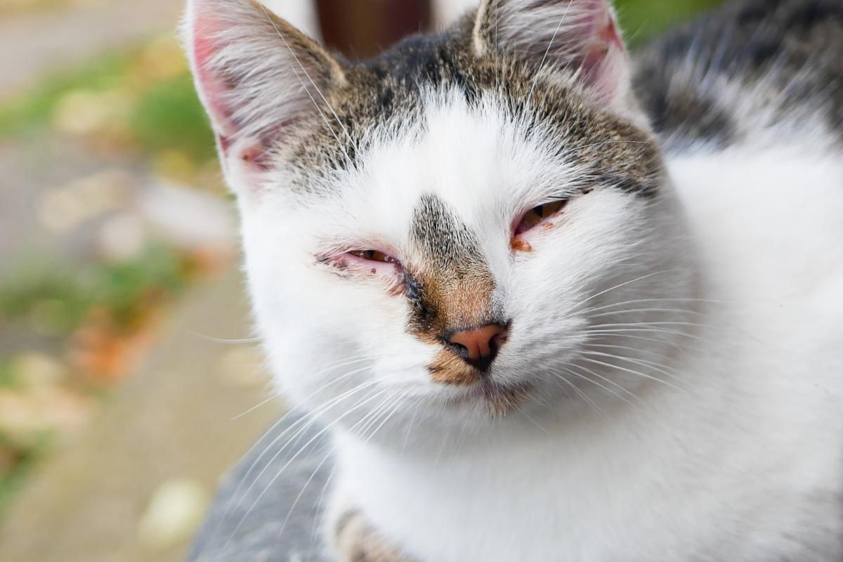 Brown Discharge From My Cat's Eyes - Causes and Treatment