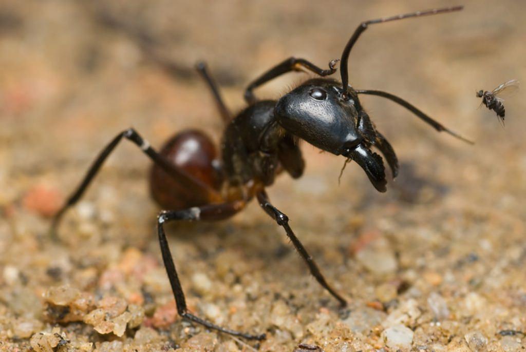 10 Smallest Insects in the World - World's Smallest Bugs With Photos