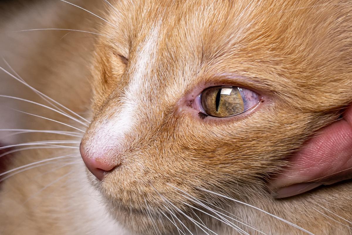 Brown Discharge From My Cat's Eyes - Causes and Treatment