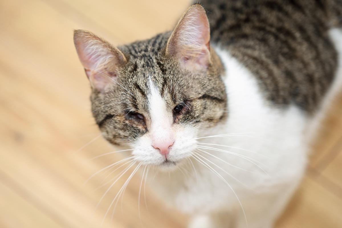 Brown Discharge From My Cat's Eyes - Causes and Treatment