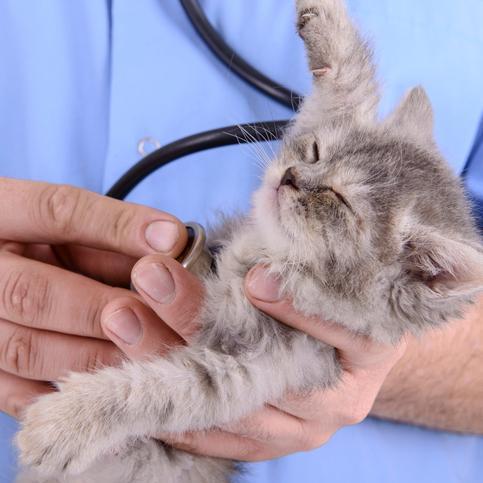 How to Take an Aggressive Cat to the Vet - Practical Solutions