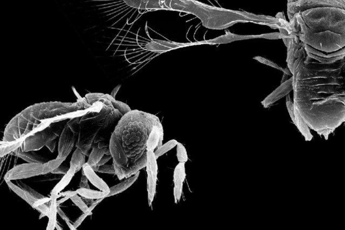 10 Smallest Insects in the World - World's Smallest Bugs With Photos