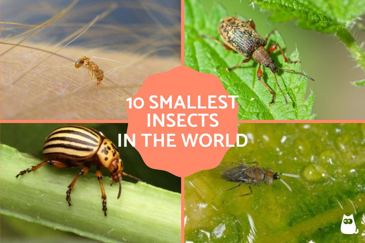 10 Smallest Insects In The World Worlds Smallest Bugs With Photos