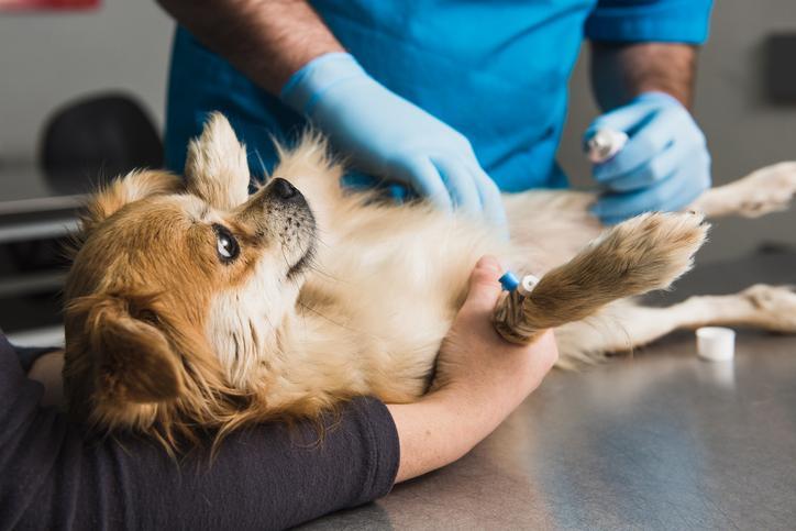 Metritis in Dogs - Uterine Infection Causes & Treatment