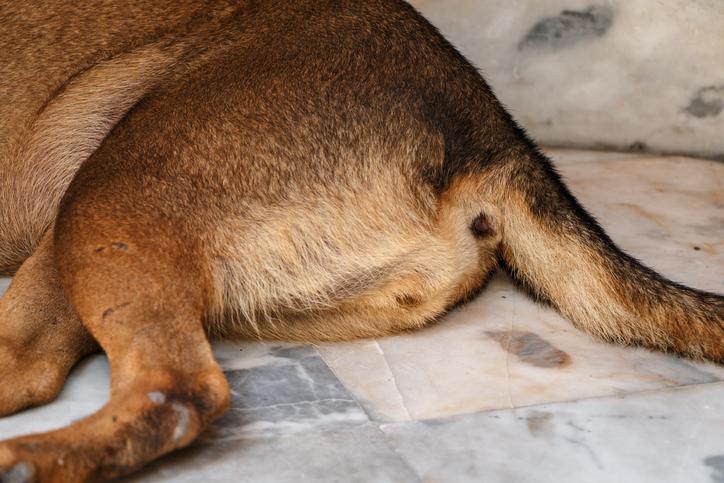 My Dog's Anus Smells Fishy - Causes and What to Do
