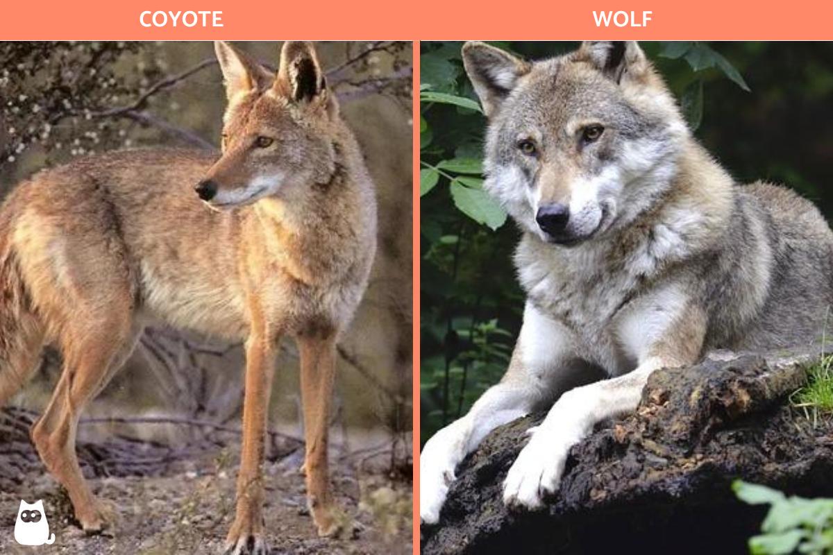 Differences Between Coyote and Wolf - Appearance, Behavior, Diet, and ...