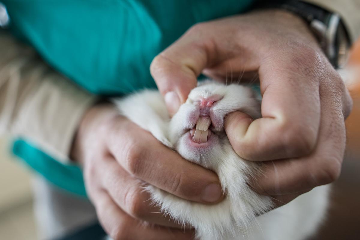 Rabbits With Overgrown Teeth - Malocclusion in Rabbits Causes & Treatment