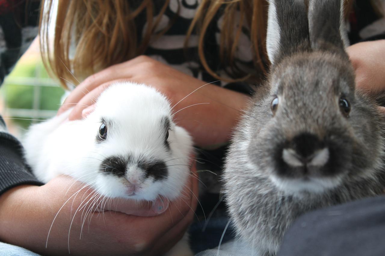 Rabbits With Overgrown Teeth - Malocclusion in Rabbits Causes & Treatment