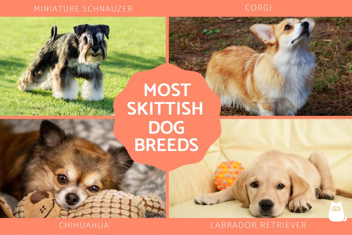 10 Most Skittish Dog Breeds - Why Are Some Dogs More Skittish Than Others?
