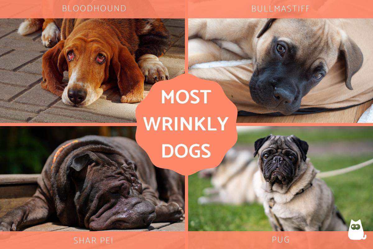 15 Most Wrinkly Dog Breeds - Big and Small Dogs With Wrinkles