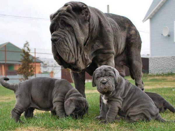 15 Most Wrinkly Dog Breeds - Big and Small Dogs With Wrinkles