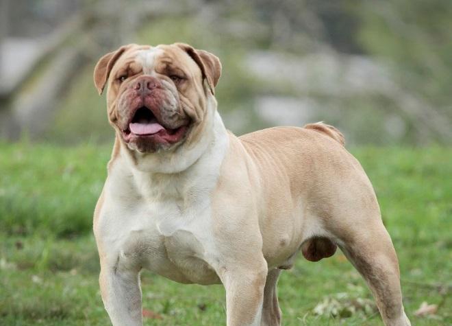 15 Most Wrinkly Dog Breeds - Big and Small Dogs With Wrinkles