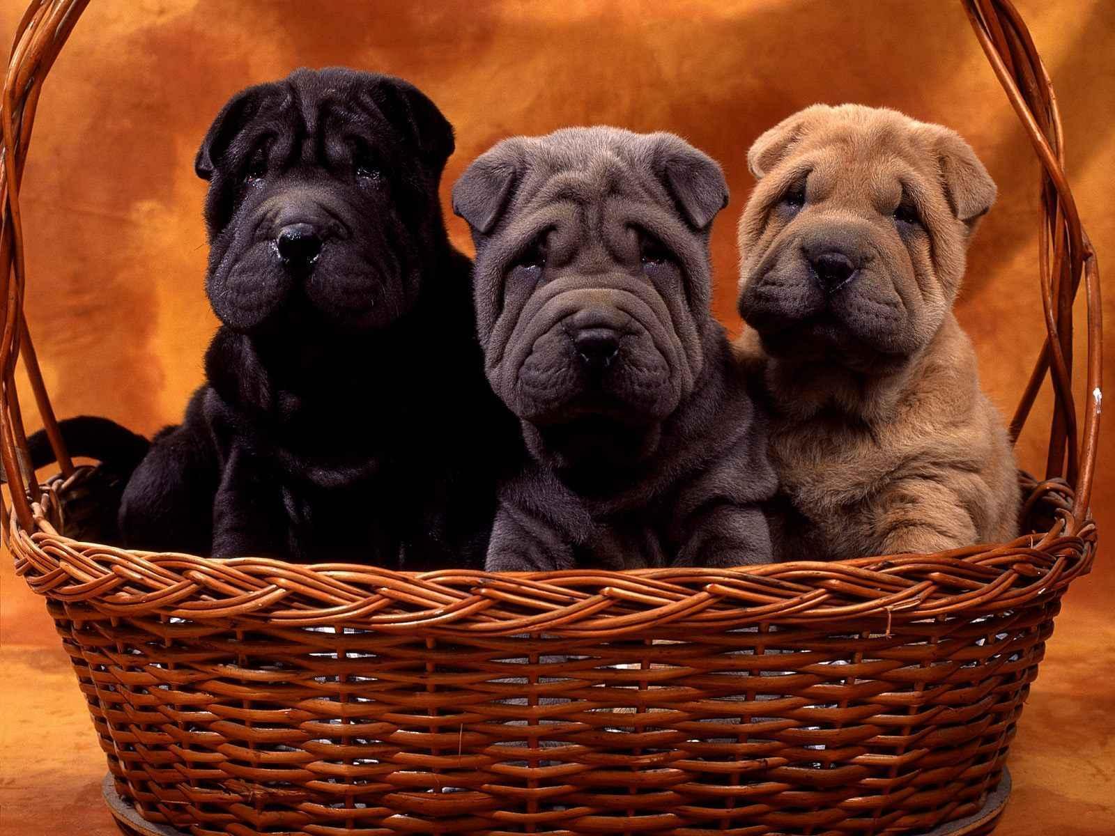 15 Most Wrinkly Dog Breeds - Big and Small Dogs With Wrinkles