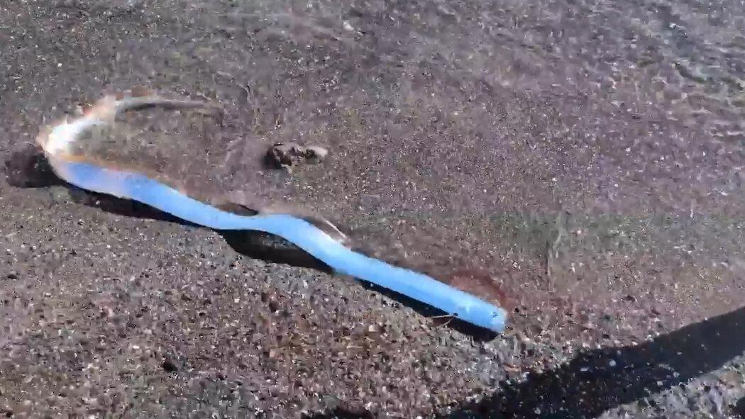 The Myth and Mystery of the Giant Oarfish or 'Doomsday Fish' - Myths ...