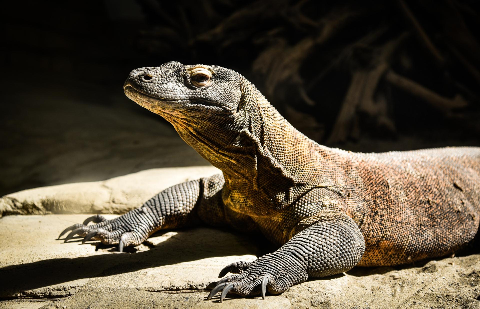 Asexual Reproduction in Animals With Examples - Definition and Types