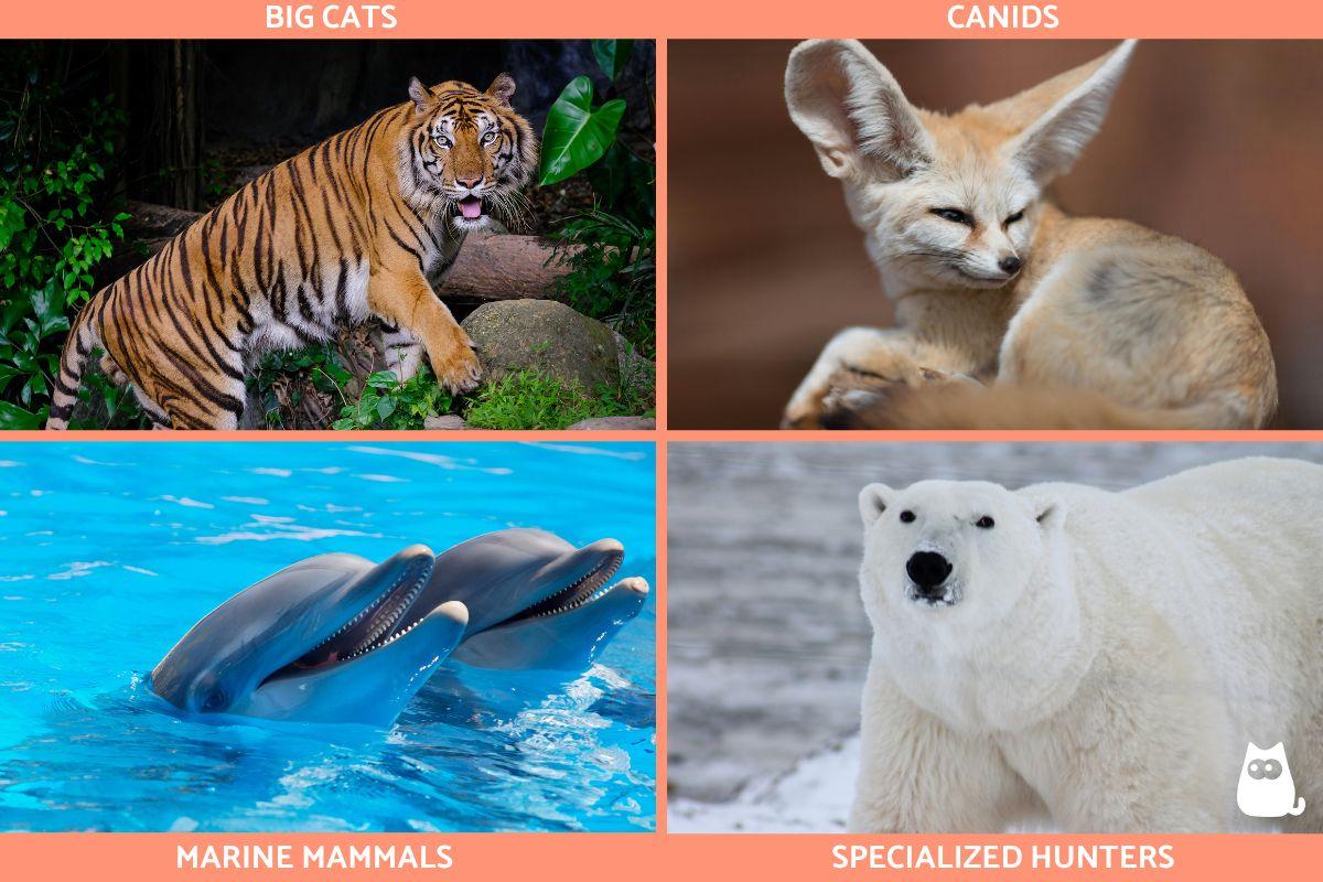 Carnivorous Animals - Traits, Examples & Fun Facts