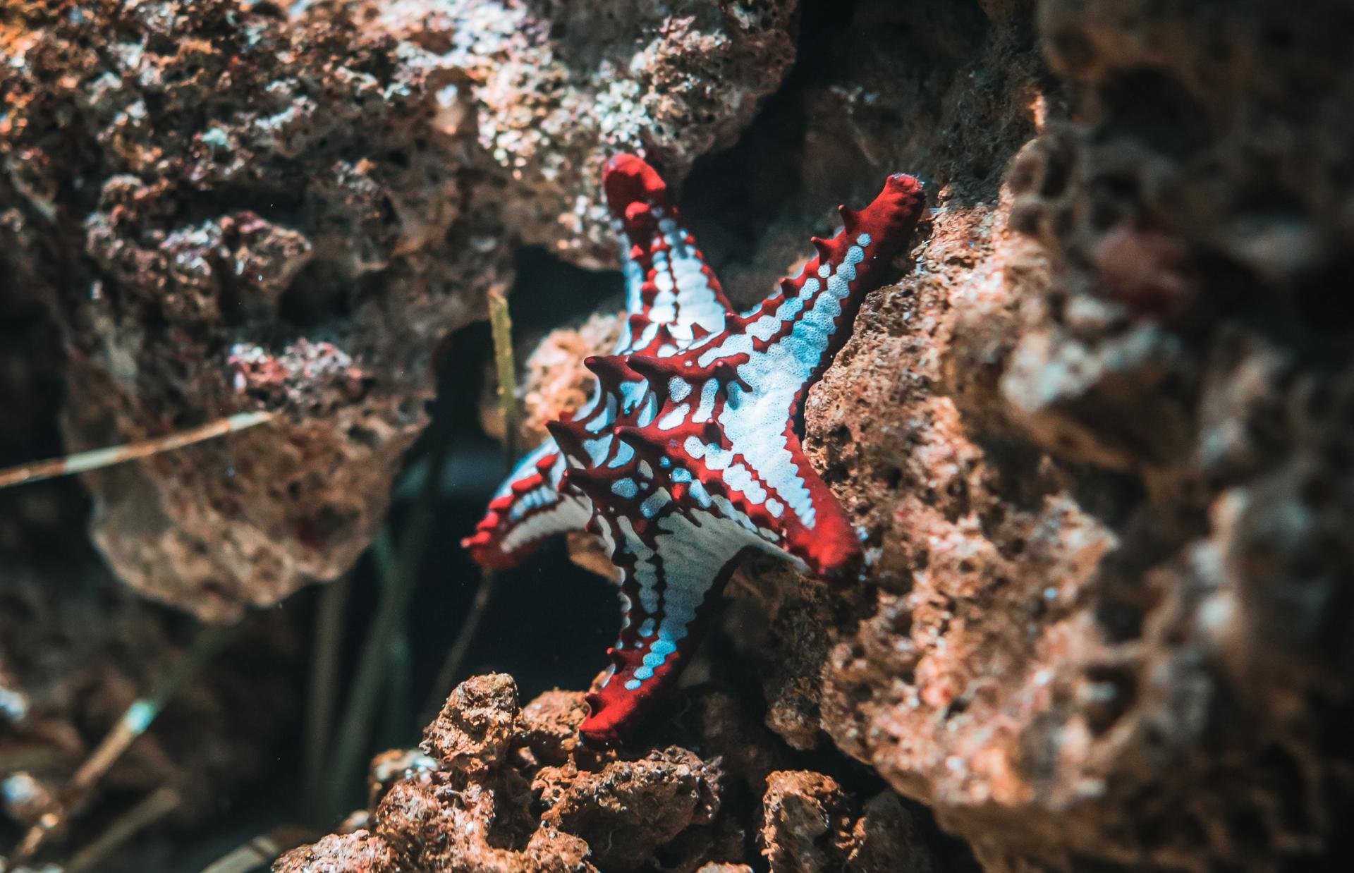 Asexual Reproduction in Animals With Examples - Definition and Types