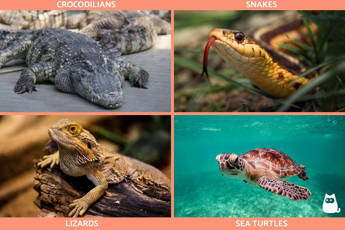 Carnivorous Animals - Traits, Examples & Fun Facts