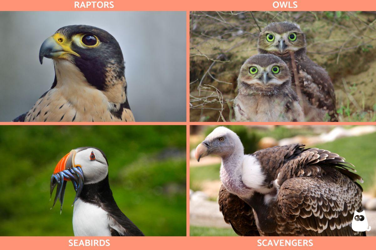 Carnivorous Animals - Traits, Examples & Fun Facts