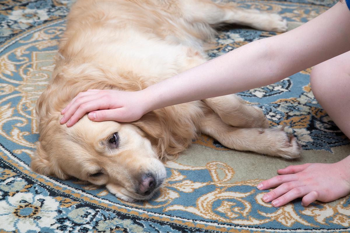 How Long Does It Take a Dog to Expel a Foreign Body? - Symptoms ...