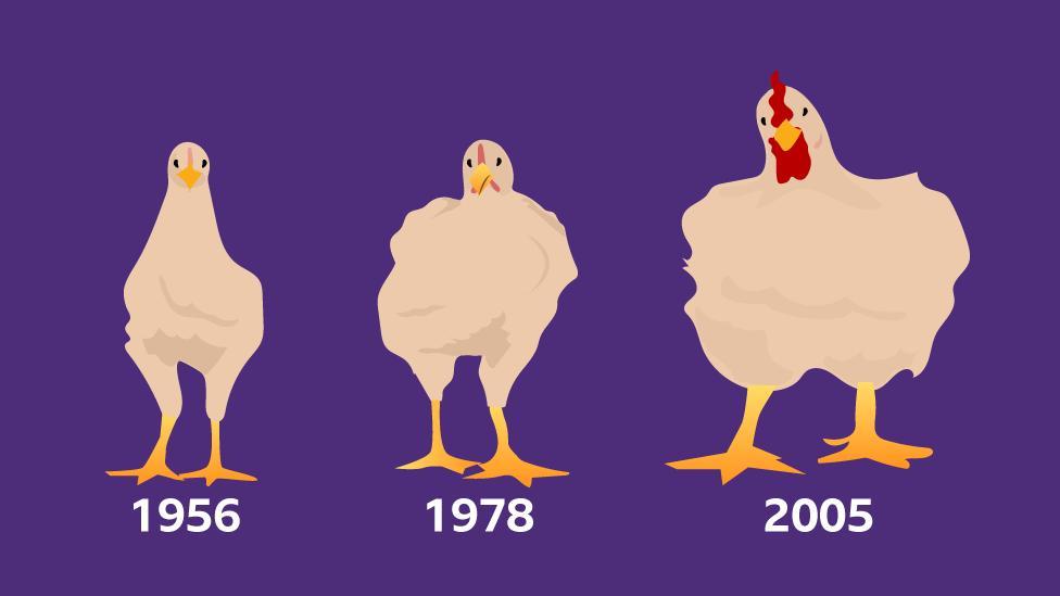 The Origins and Evolution of Chickens - How and Why Chickens Originated