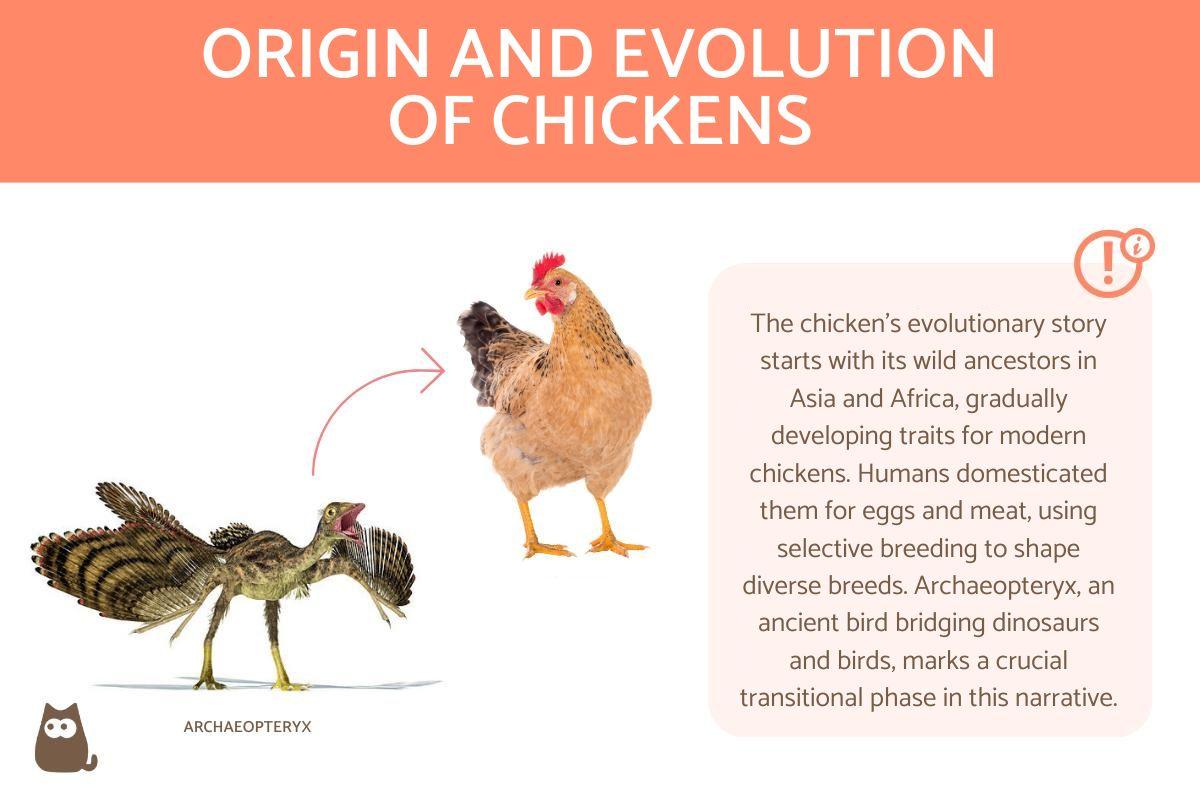 The Origins and Evolution of Chickens - How and Why Chickens Originated