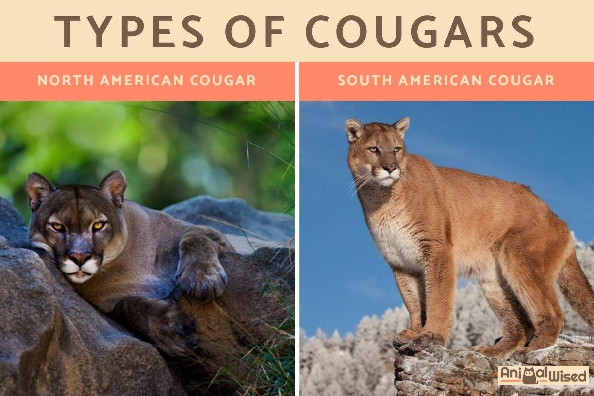 All Types of Cougars - Species of Cougars With Photos