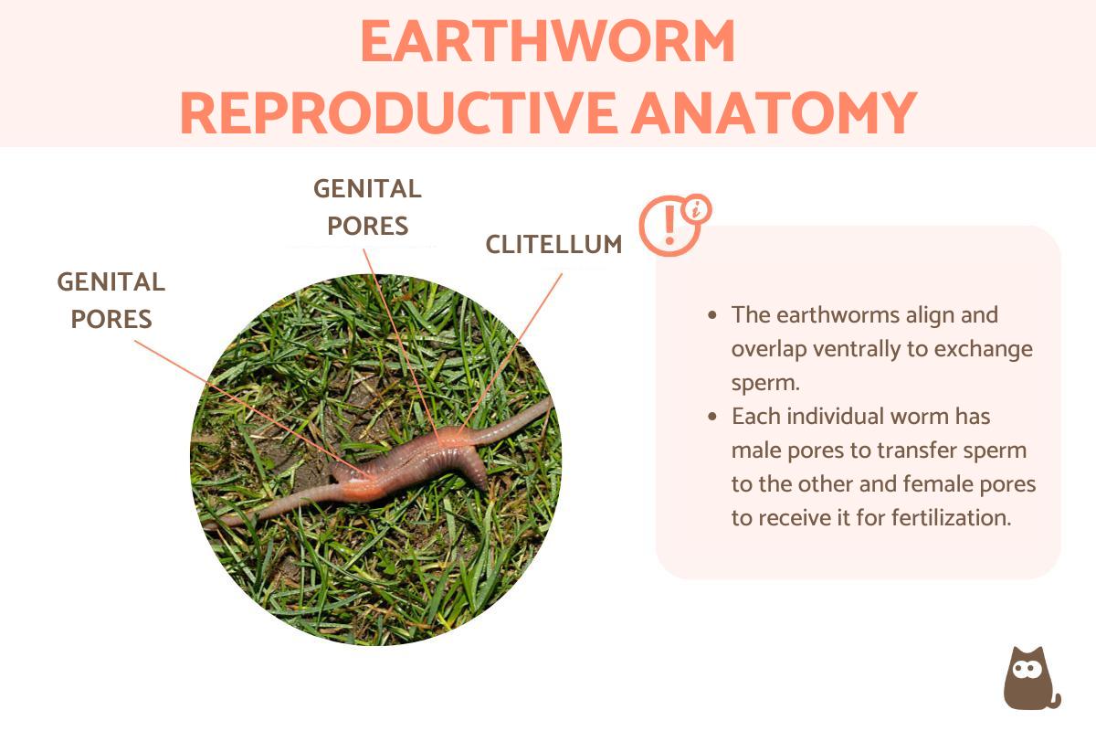 How Are Worms Born? - Earthworm Reproduction With Diagrams