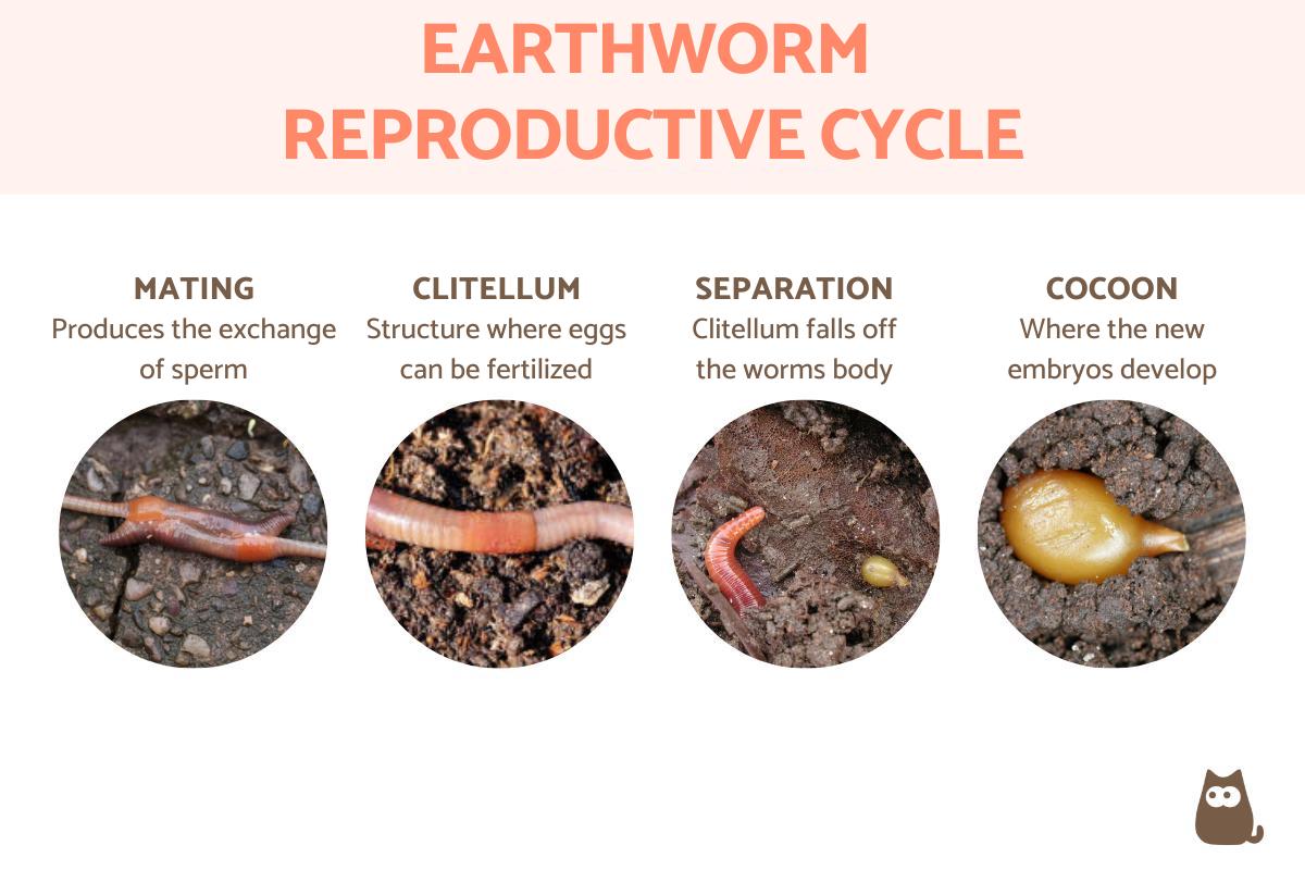 How Are Worms Born Earthworm Reproduction With Diagrams