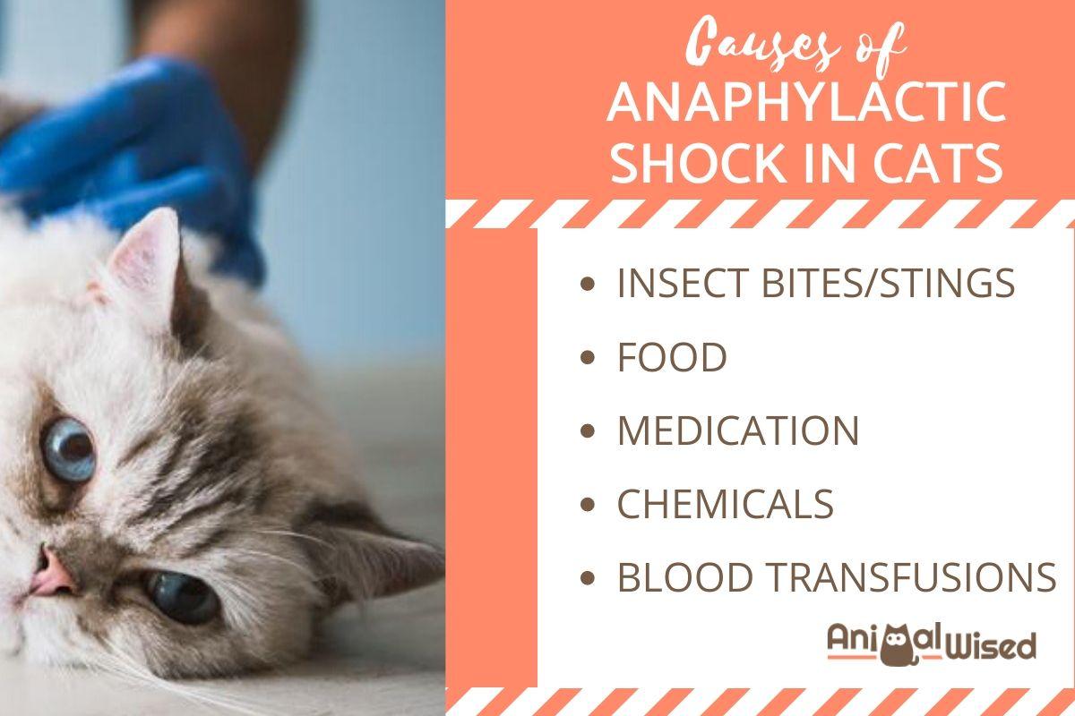 Anaphylactic Shock In Cats - Symptoms, Diagnosis and Treatment
