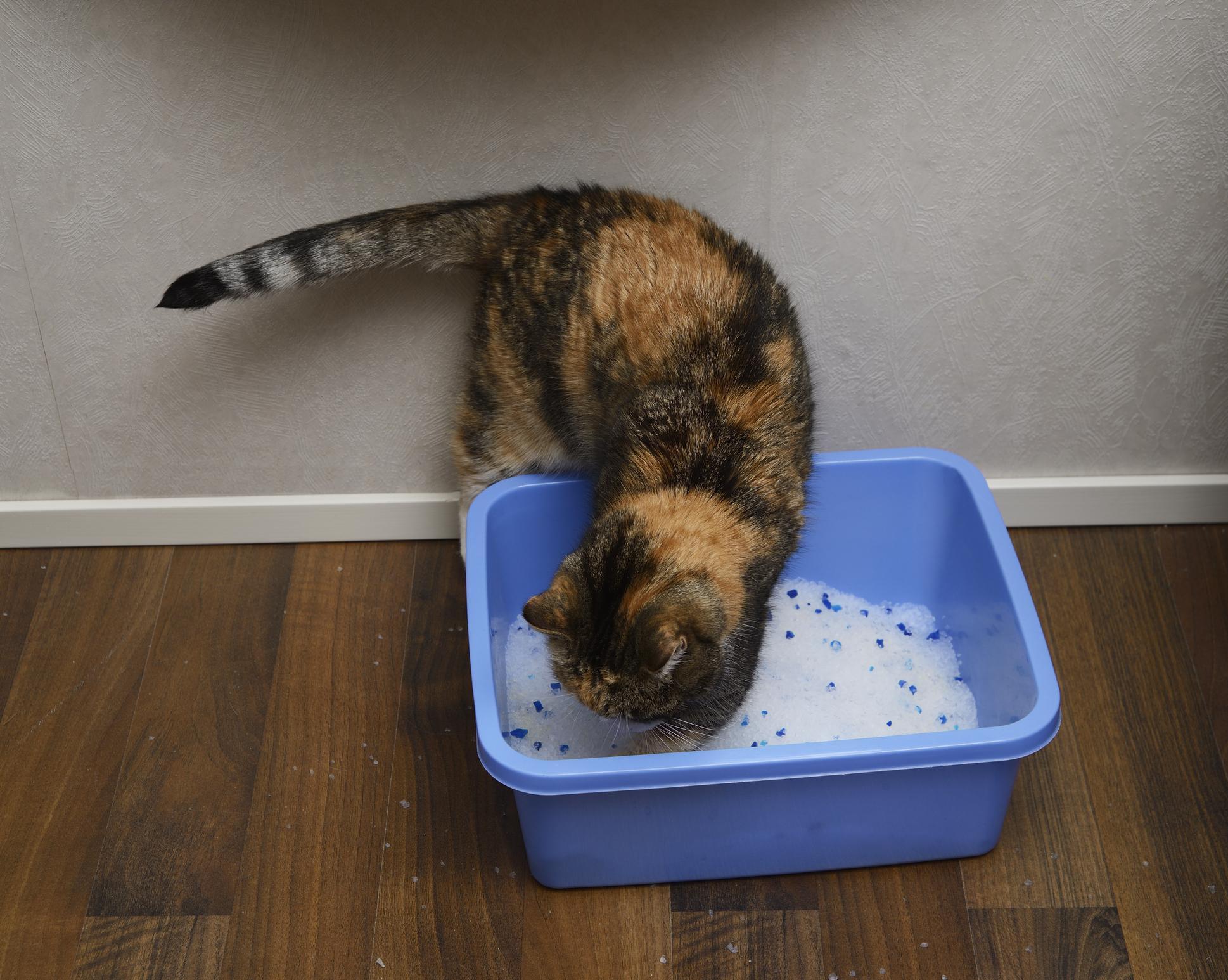 Why Does My Cat Bury Their Waste? - Top Reasons and Tips