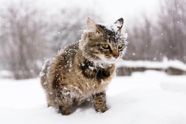 How to Take a Cat's Temperature - Checking for Cat Fever