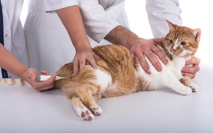 How to Take a Cat's Temperature - Checking for Cat Fever