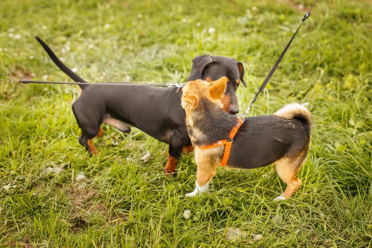 Can a Male Dog Mount a Female Not in Heat? - Causes and Solutions