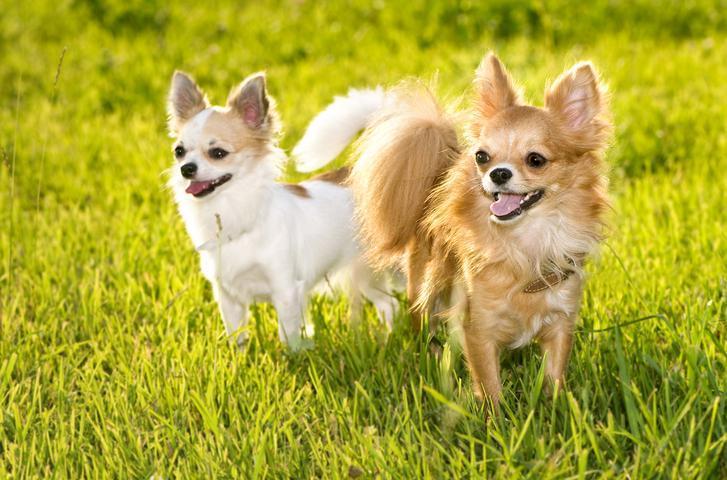 10 Things you didn't Know about Chihuahuas