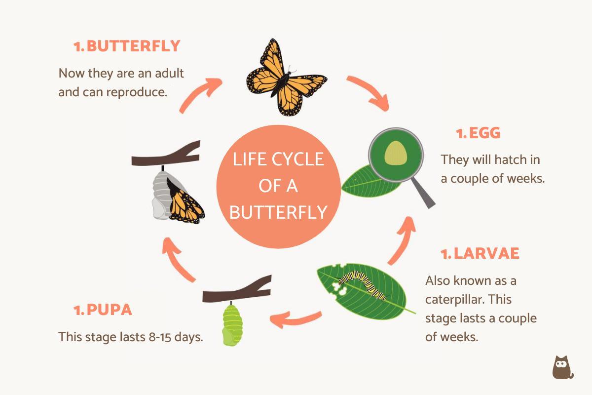 How Do Butterflies Reproduce? - The Reproductive Cycle of Butterflies